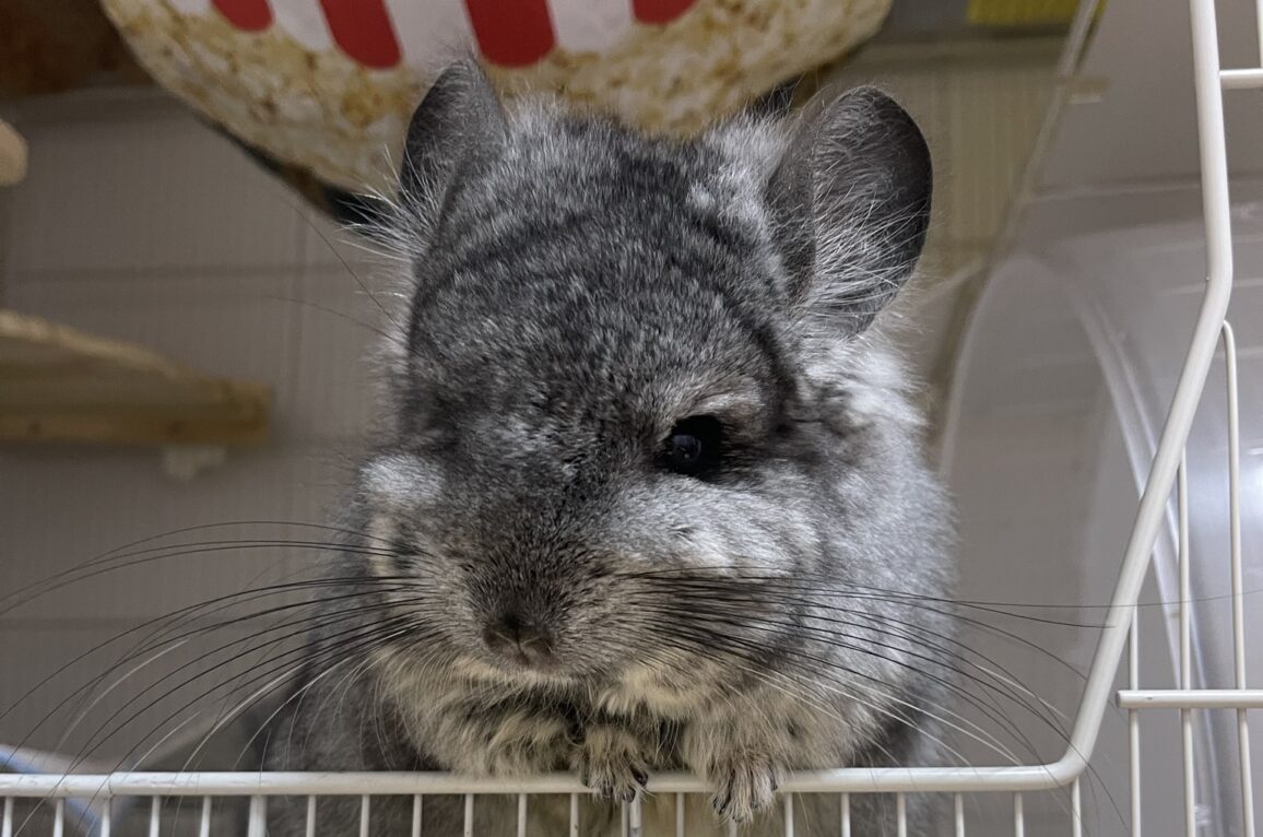 チンチラは臭い？ニオイの原因と消臭方法を解説！｜消臭剤の専門メーカー ハル・インダストリ