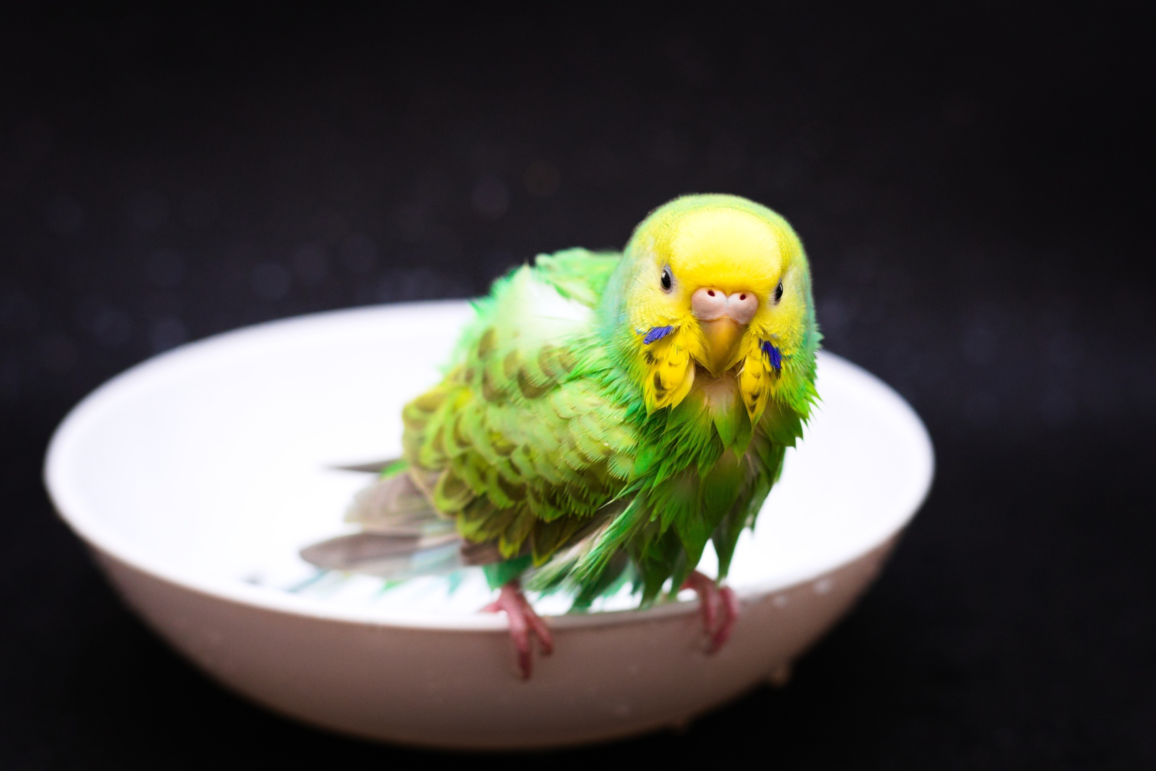 愛しのインコと快適に暮らす！ニオイ対策と安全な消臭剤の選び方｜消臭剤の専門メーカー ハル・インダストリ