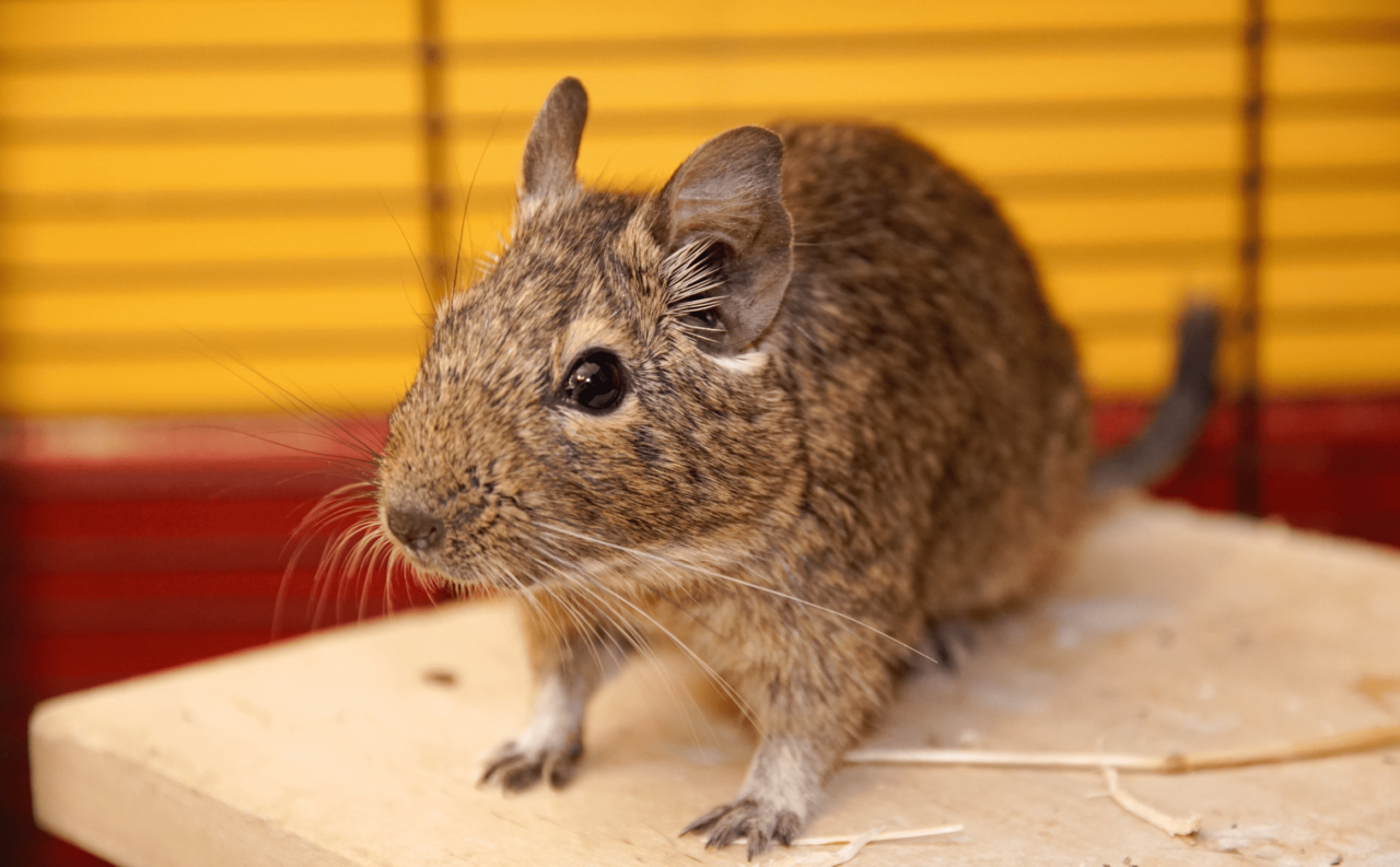 デグーのニオイ問題、消臭剤で解決！快適な毎日を過ごそう｜消臭剤の専門メーカー ハル・インダストリ